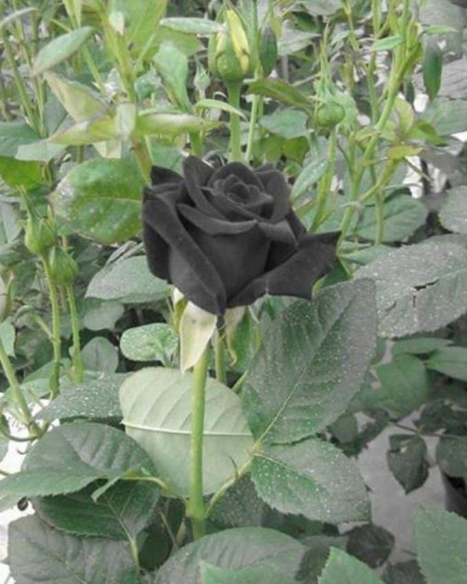 Black Rose Flower Plant Image | Best Flower Site