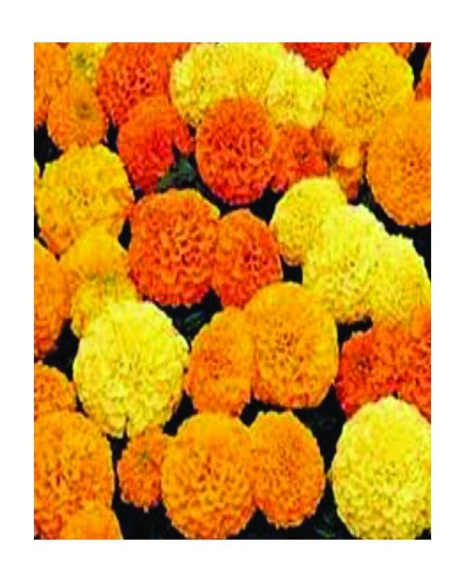 Marigold F1 Inca Hybrid - Flower Seeds -Yellow Orange Gold Mix | Daraz.pk