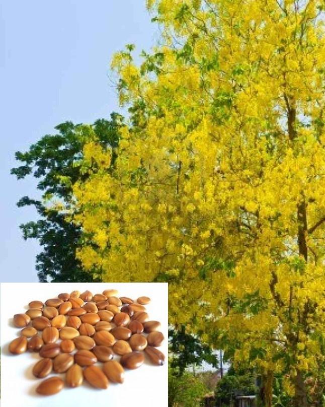20 Seeds Amaltas -Cassia Fistula Tree Bonsai Plant Flower | Daraz.pk