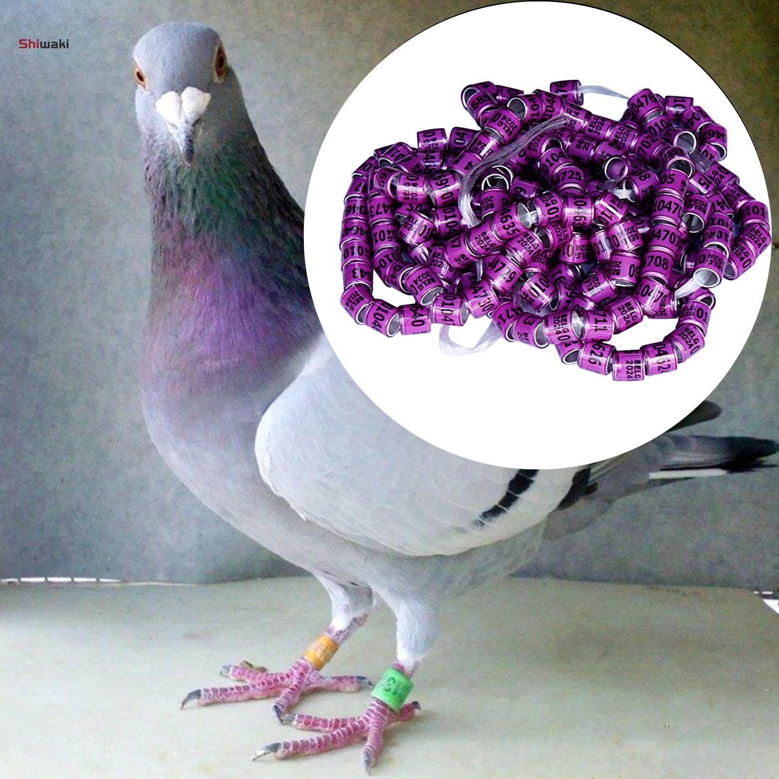 100 Pieces Pigeon Dove Leg Rings 2024 Identify Bands Sturdy Birds Foot ...