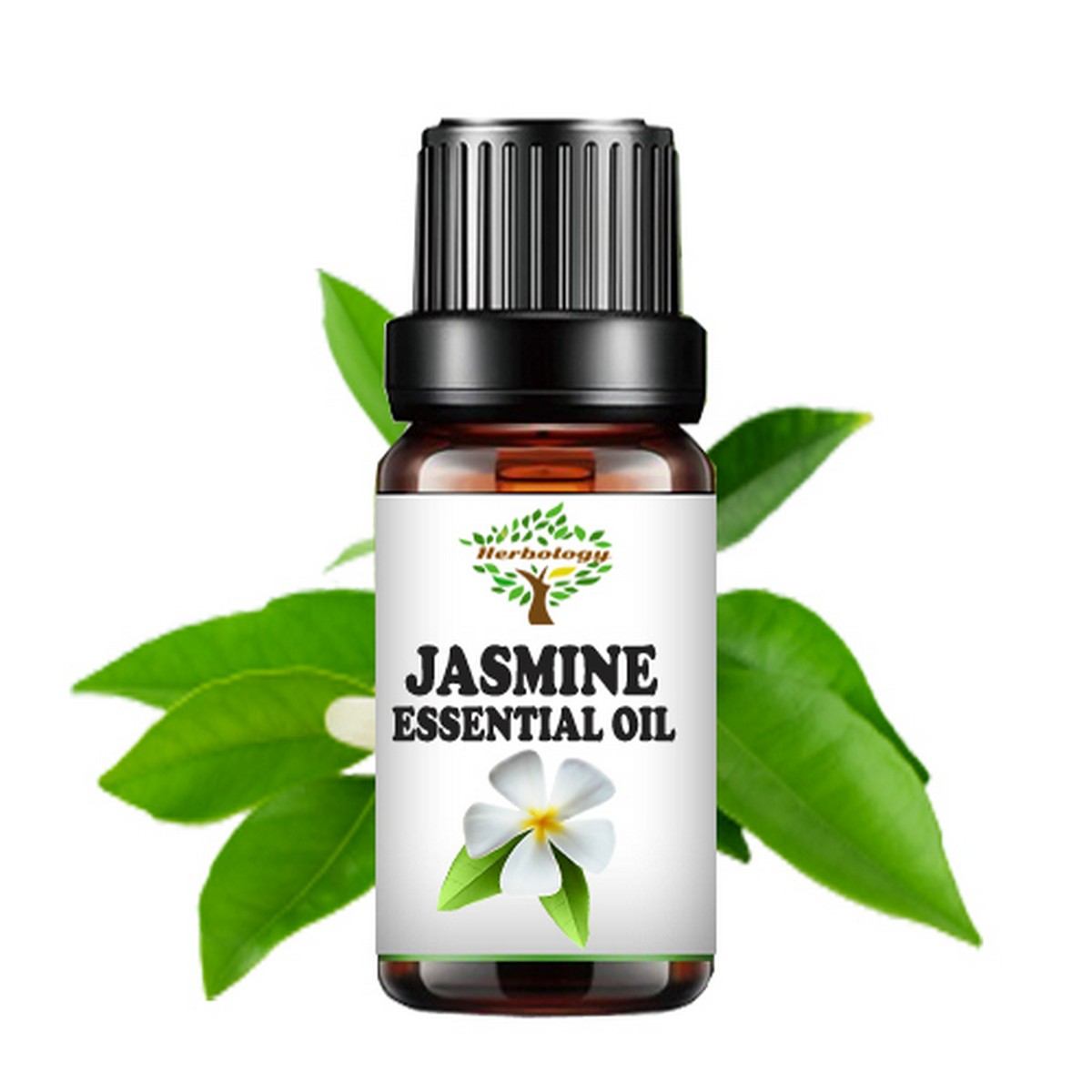 Herbology Jasmine Essential Oil 100% Pure Therapeutic Grade, Steam ...