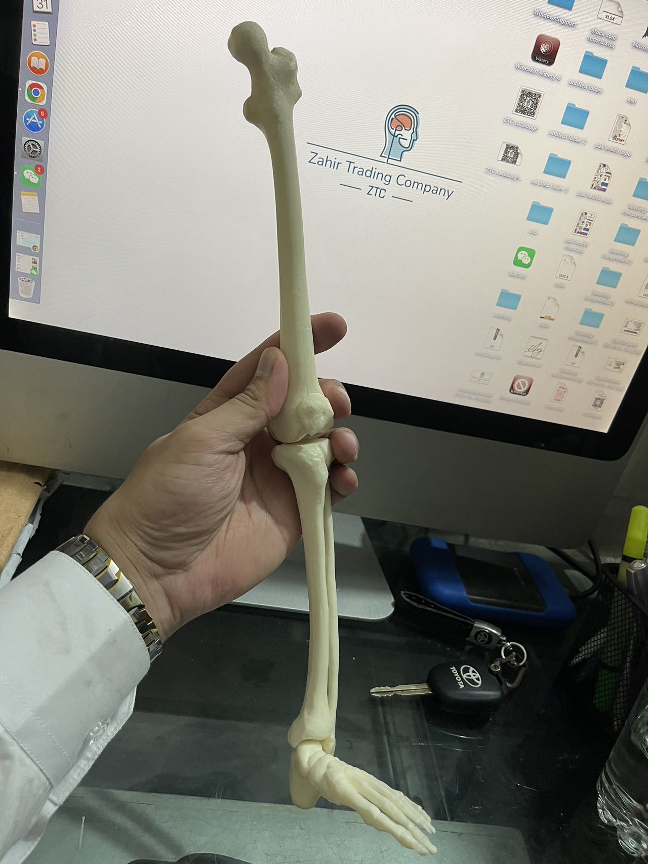 Human Lower Limb Bone Model | Teaching Model | Small Size | Daraz.pk