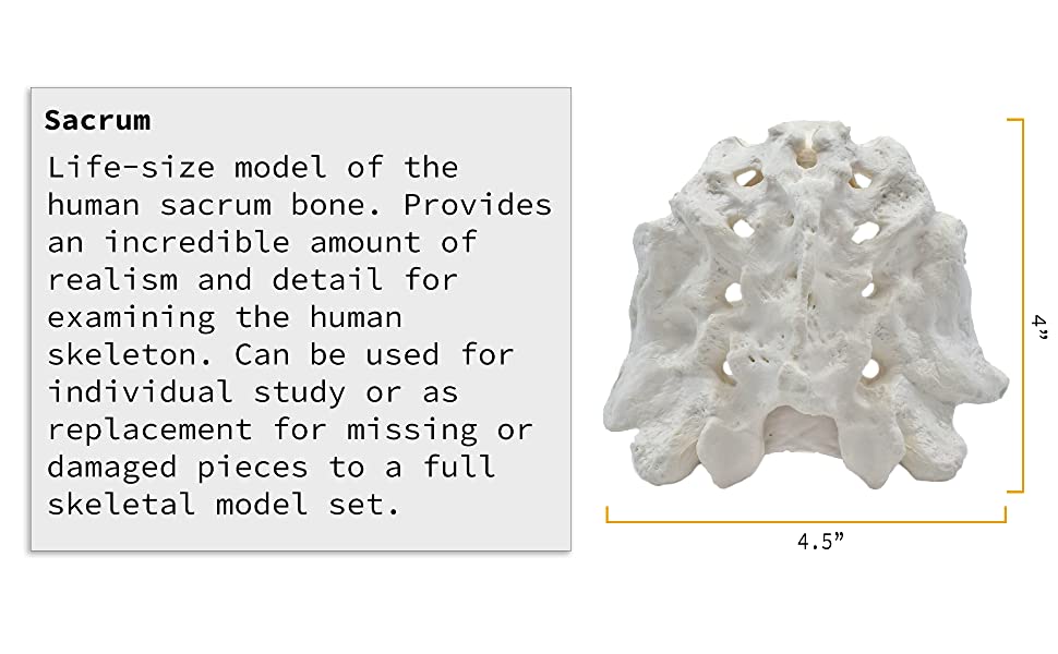 Human Sacrum Bone Model PVC - Anatomically Accurate | Daraz.pk