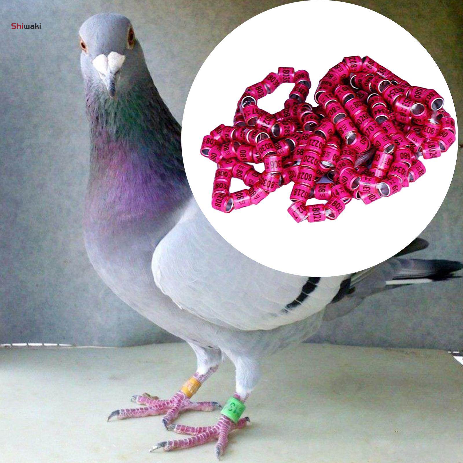 100 Pieces Pigeon Dove Leg Rings 2024 Identify Bands Sturdy Birds Foot ...