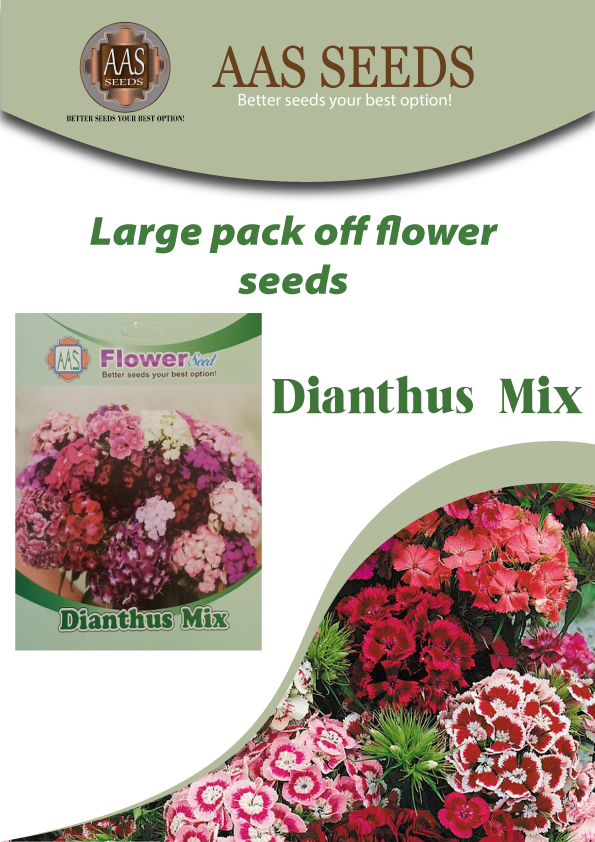 Flower seeds Dianthus mix flower seeds | Daraz.pk