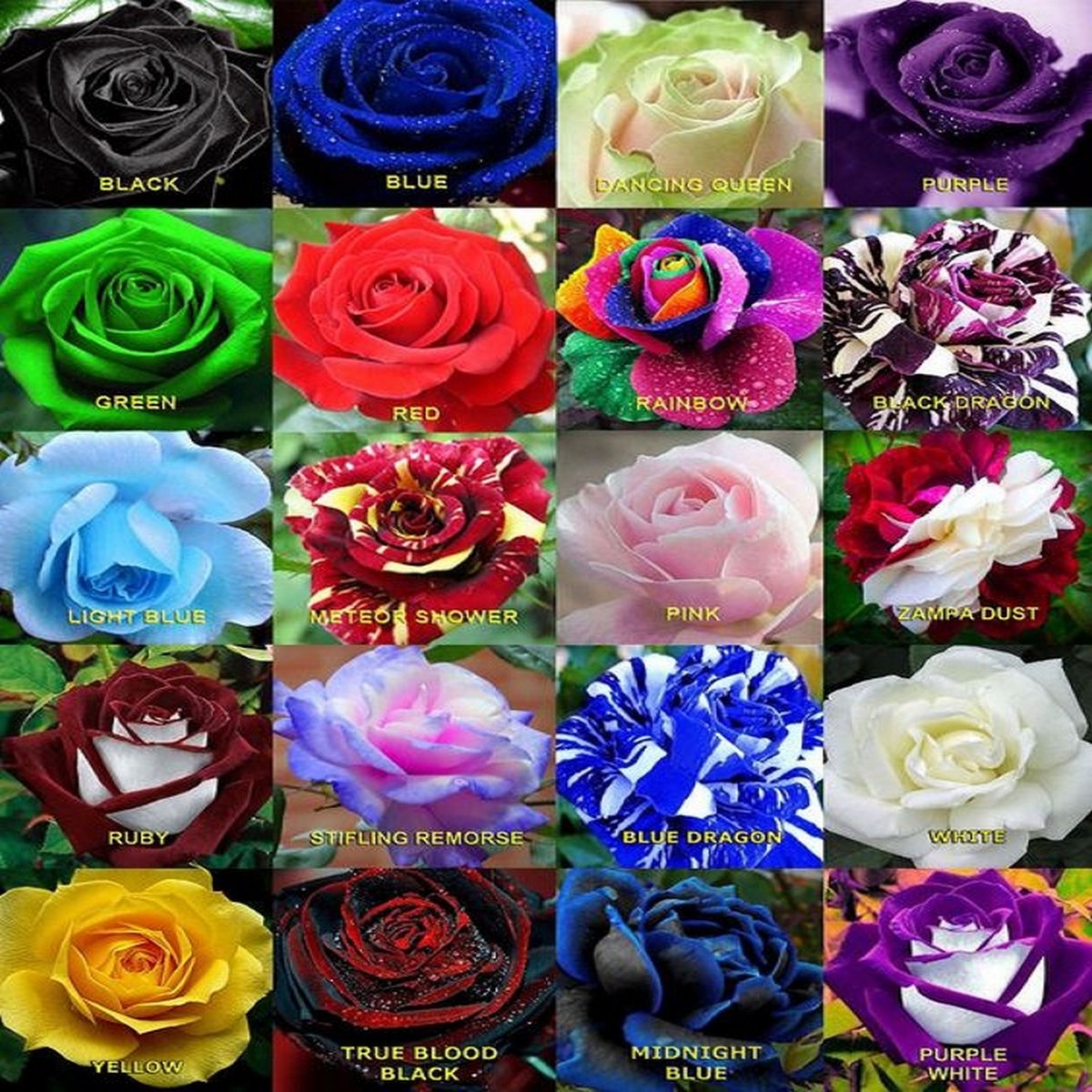 World's Rarest Rose Seeds- Mix | Daraz.pk