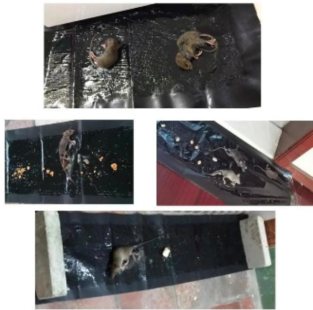 120x28cm ] Effective Rat Killer Glue Mat, Lizards, Snakes & Cockroach ...