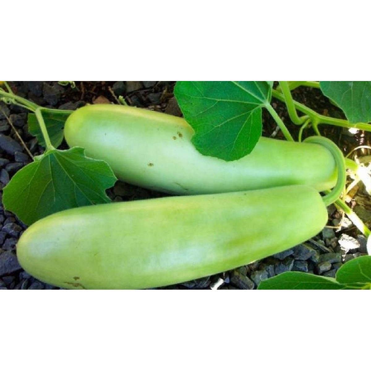 F-1 Hybrid Long Gourd loki Vegetable Seeds kitchen gardening | Daraz.pk