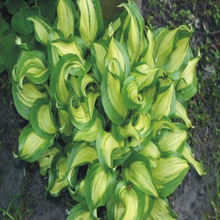 Geisha Hosta Plant Seeds | Daraz.pk