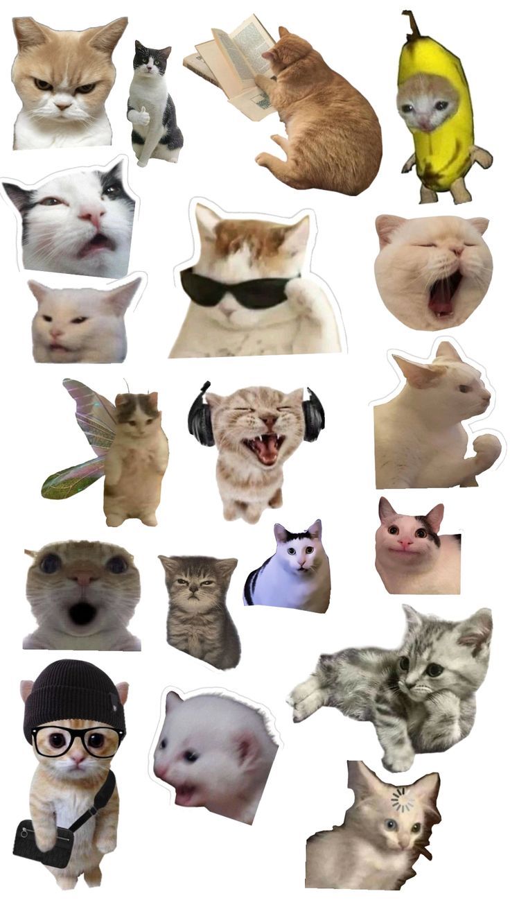 Funny Cat Sticker Sheets A5 Uncut Sticker, animal stickers, cat memes ...