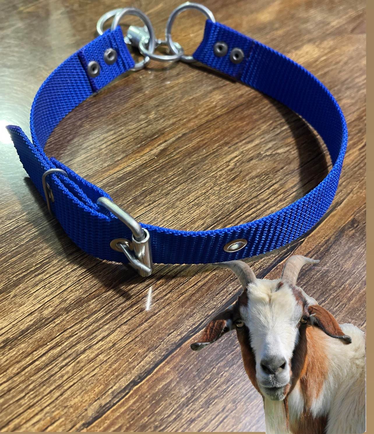 Goat / Sheep Neck Strong Collar ( Color Choice ) | Daraz.pk