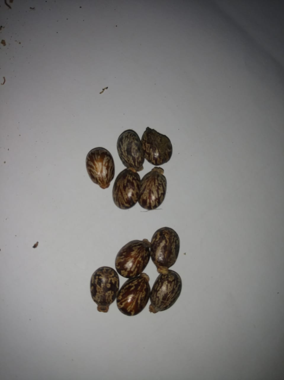 10 Castor oil seeds 100percent germinate for grow caster plant Eranda ...