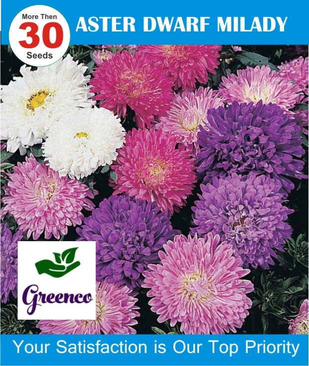 ASTER DWARF MILADY Winter Flower Imported Seeds | Daraz.pk
