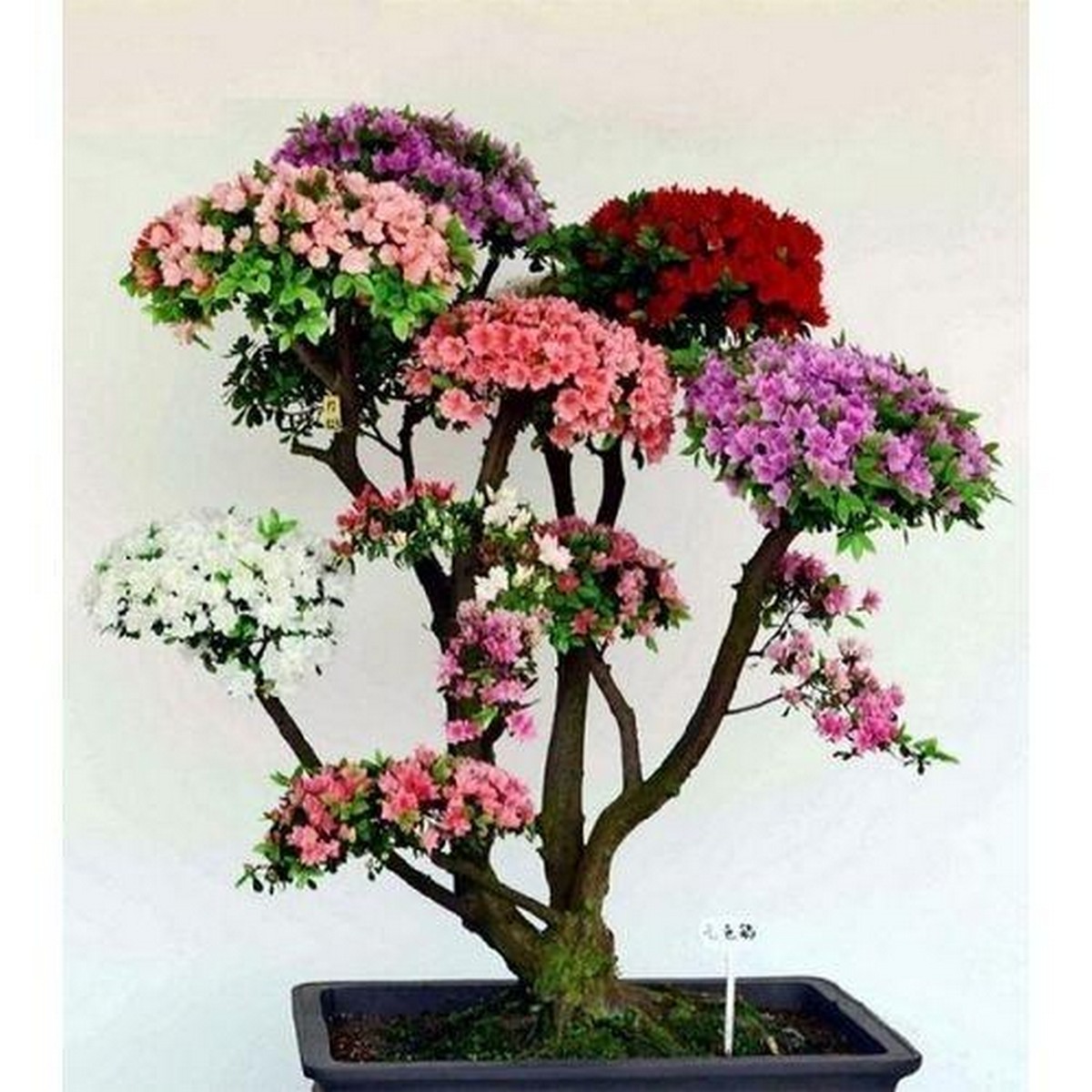 Rainbow Azalea Plant Seeds | Daraz.pk