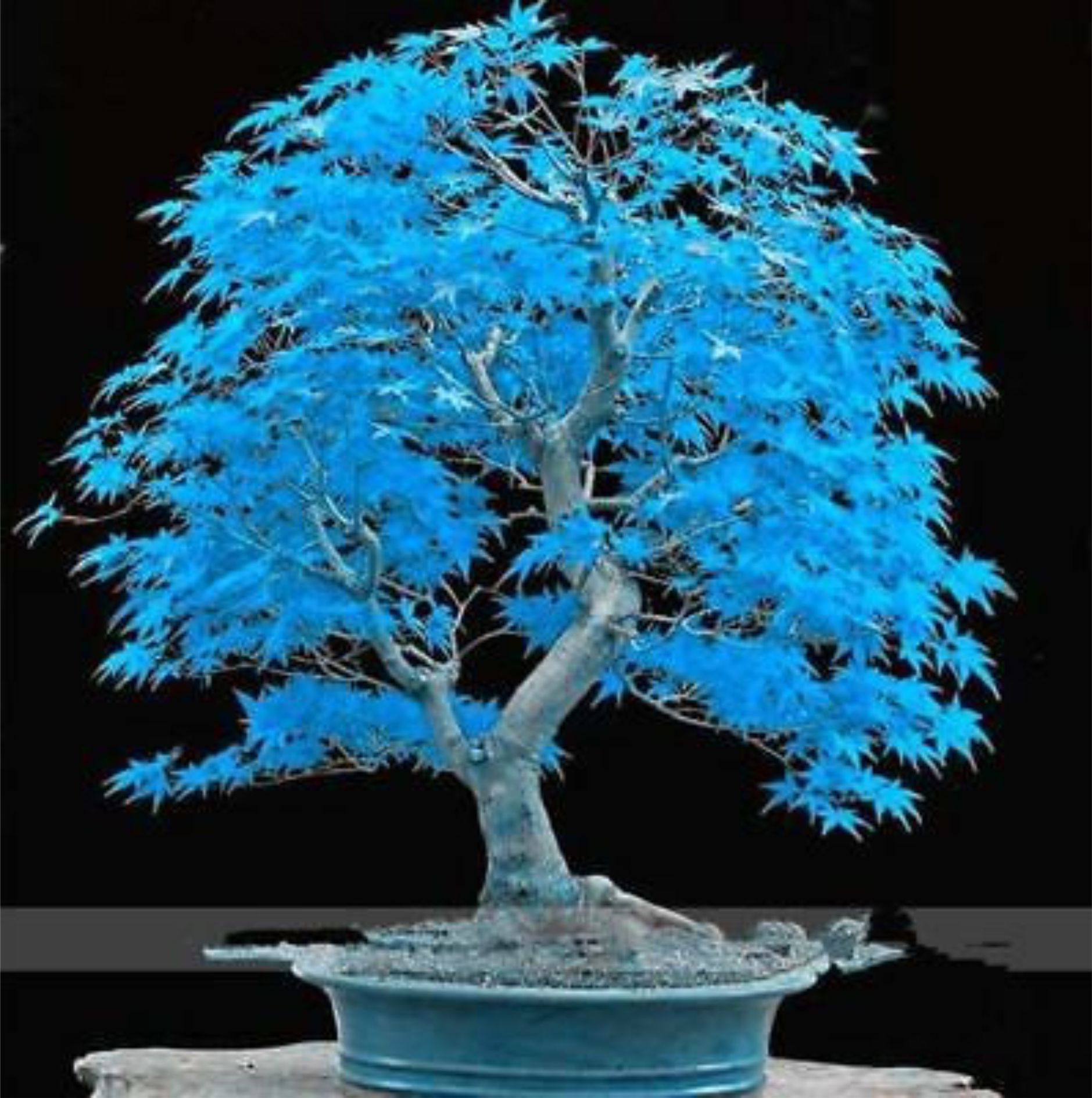 Rare Bonsai Blue Maple Tree Seeds | Daraz.pk