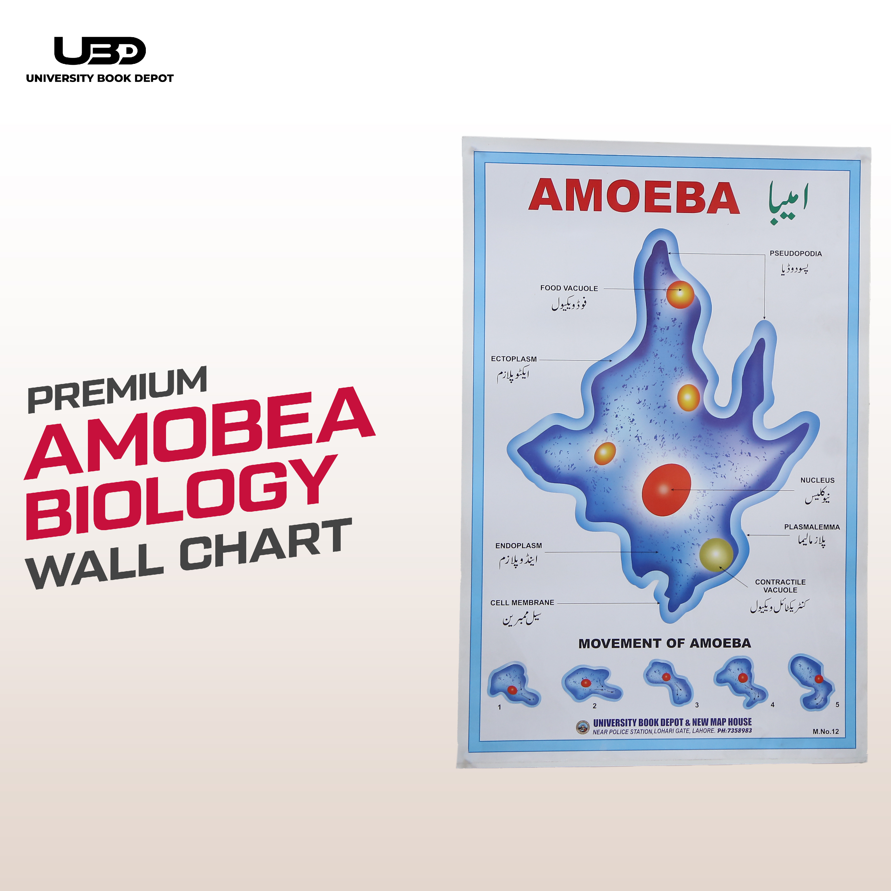 Structure and Classification Of Amoeba Wall Poster | Unicellular Organism Amoeba Diagram Wall ...