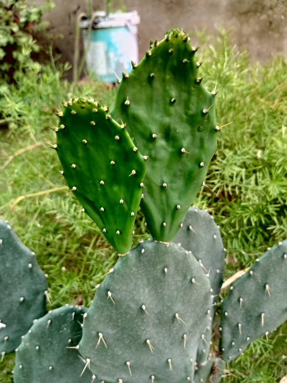 cactus and succulents real plants live plants. home gardening.rooftop ...