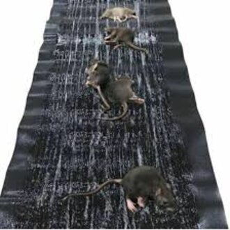 Mouse Trap Board - Mouse Carpet - Long Glue Sheet For Mice - Mouse Glue ...