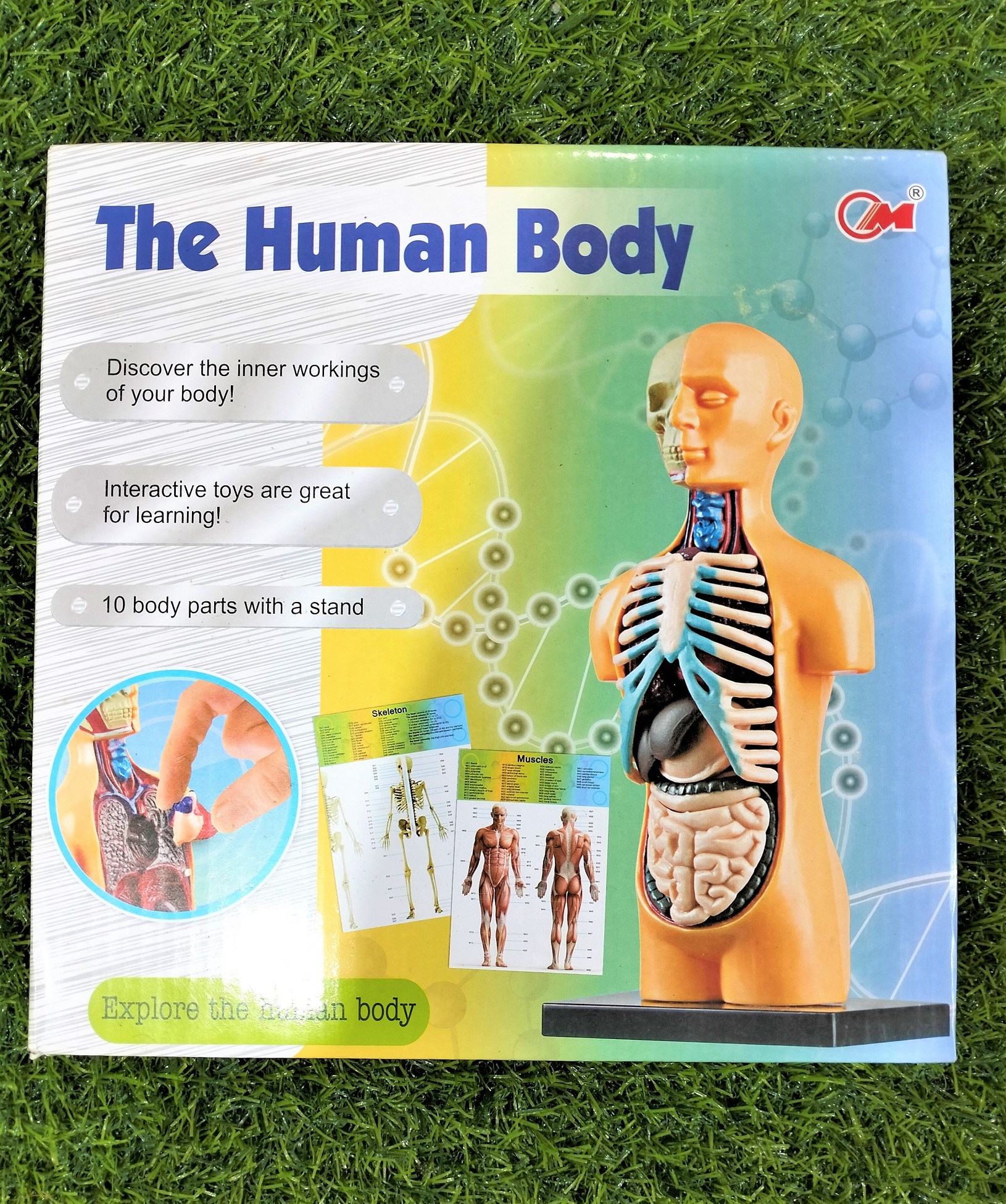 The human body science and nature Educational toy for kids 10 body ...