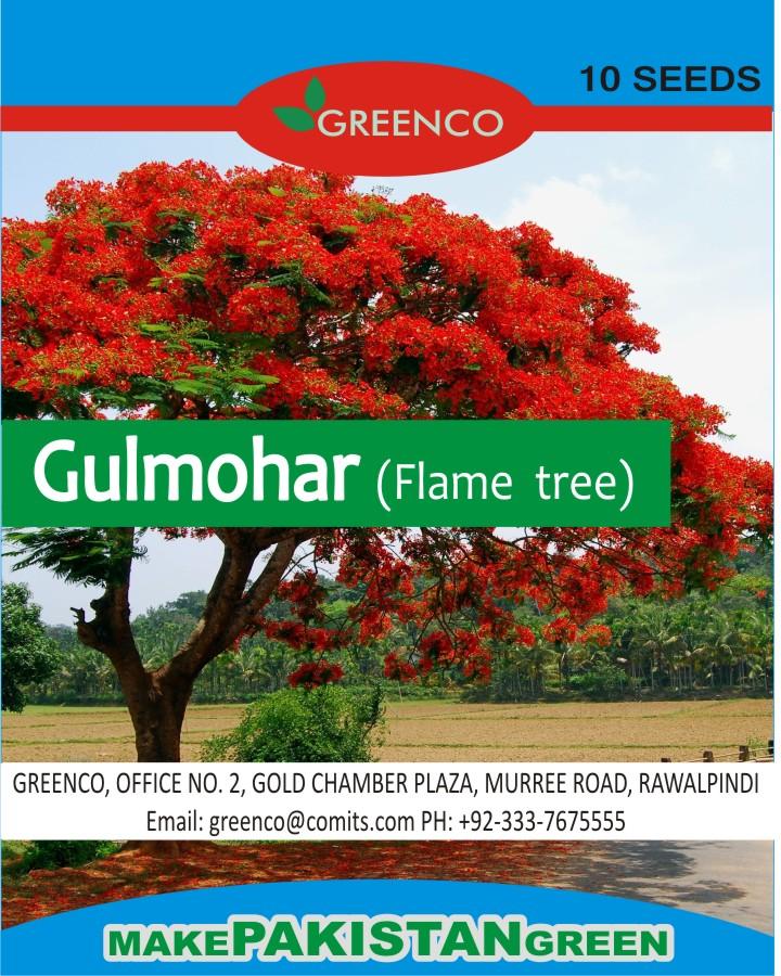 Pack of 10 Gulmohar Tree Seeds (Flame Tree) Bonsai Plant Flower | Daraz.pk