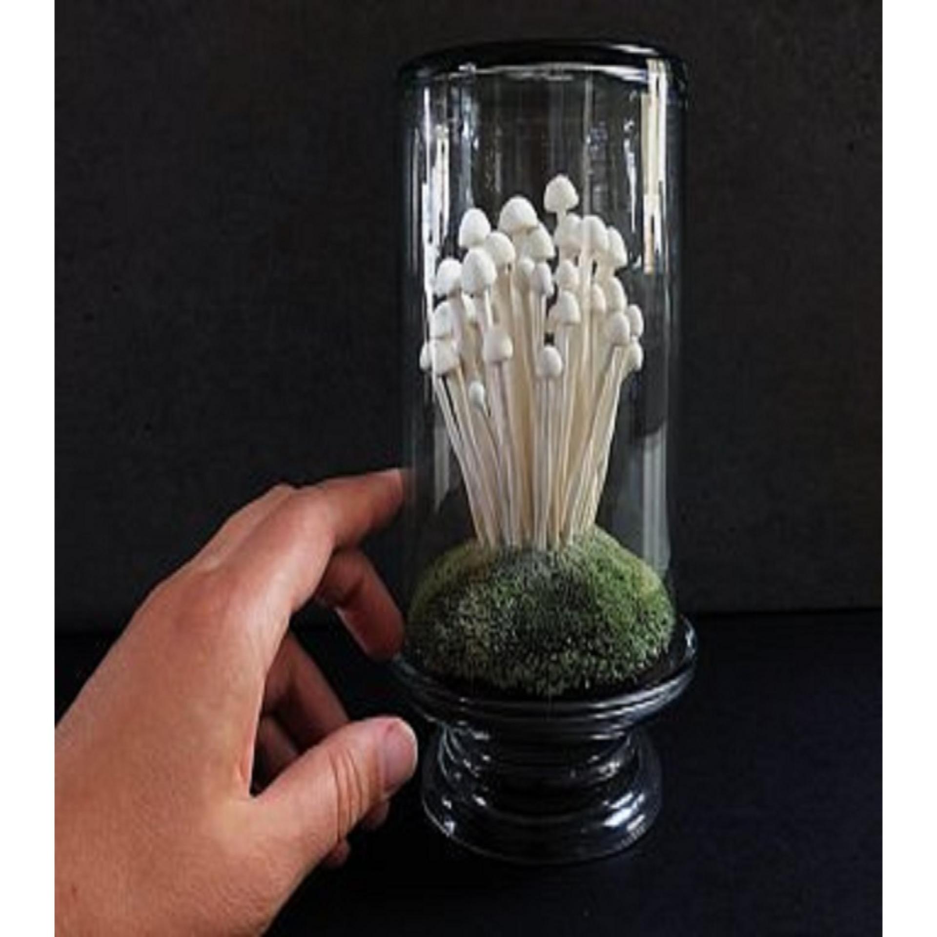 Enoki Mushroom Seeds for Growing Indoor Outdoor Garden Fresh Organic ...