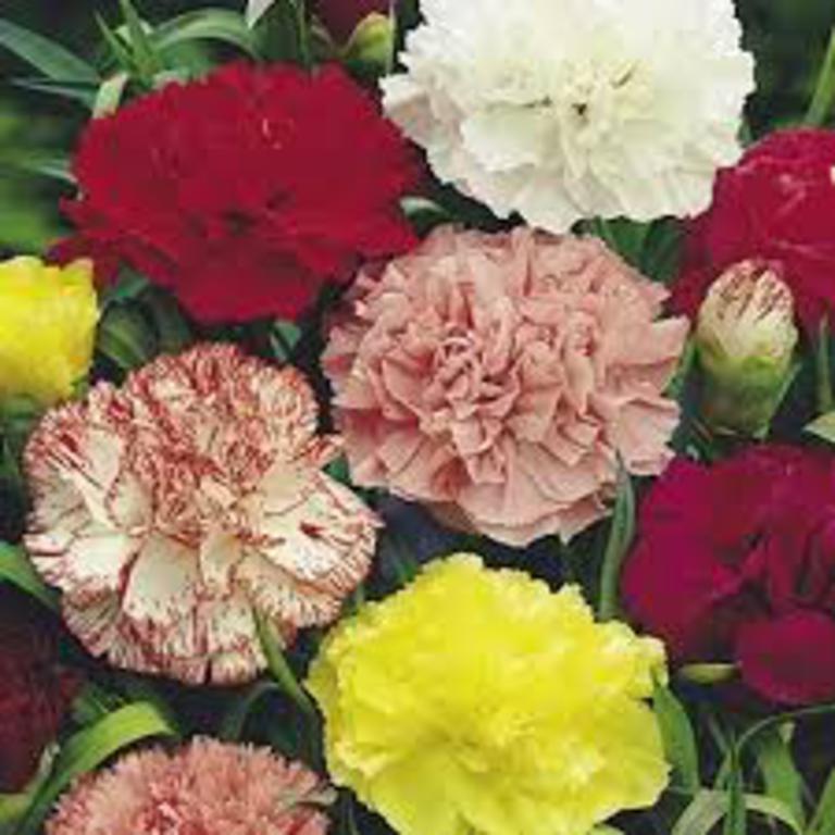 Carnation giant flower seeds-IMPORTED BY HK DEALER | Daraz.pk