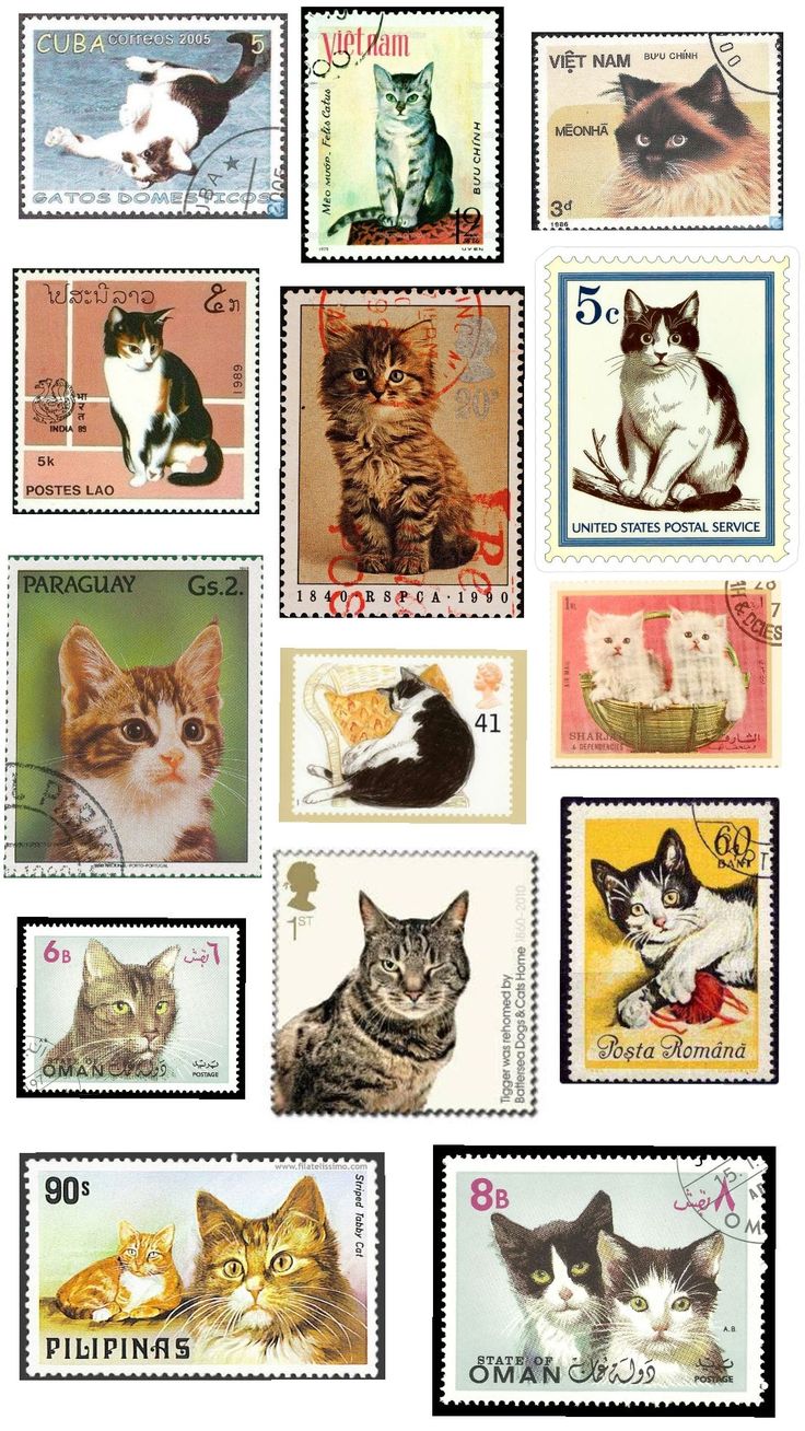 Funny Cat Sticker Sheets A5 Uncut Sticker, animal stickers, cat memes ...