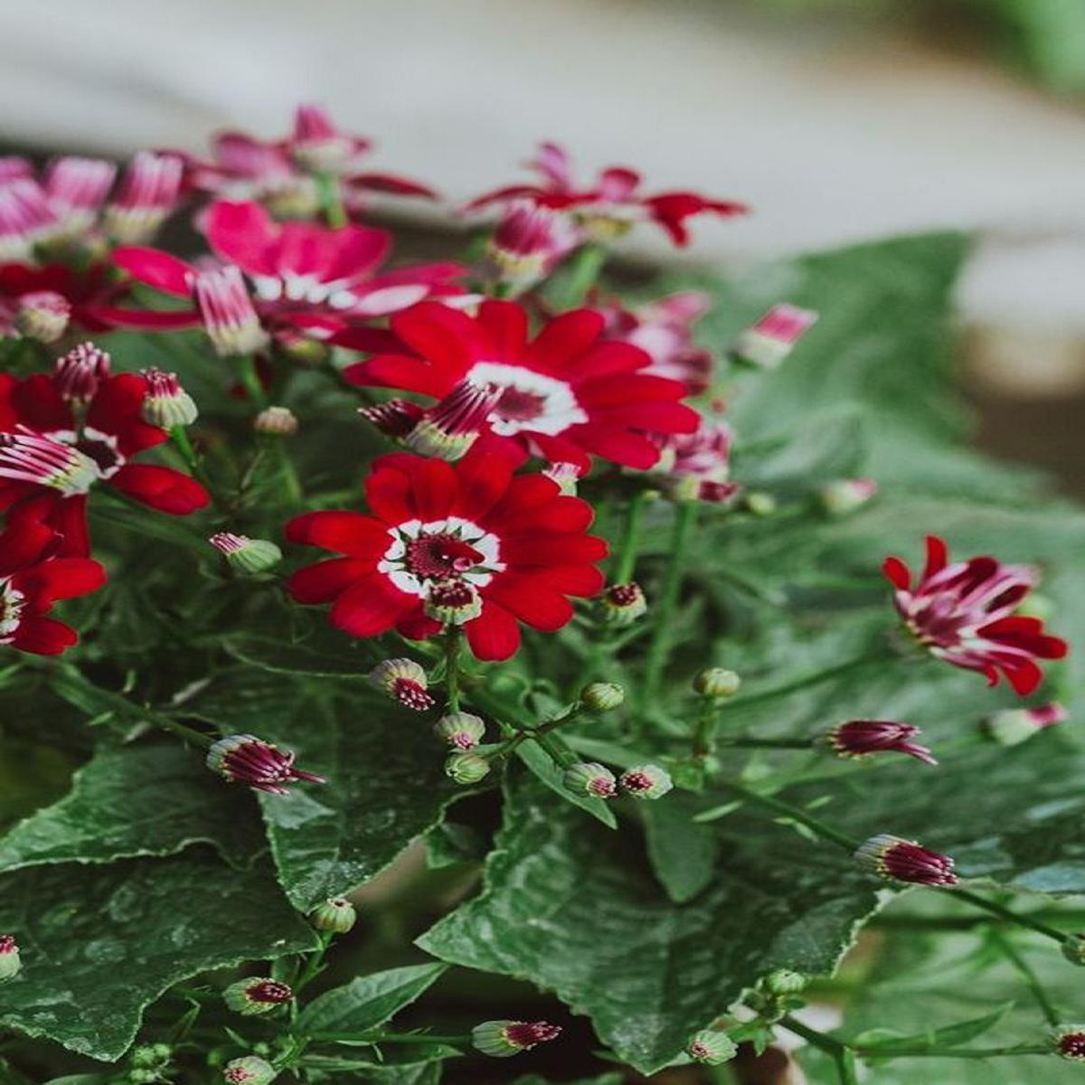 Cineraria Red Plant Seeds | Daraz.pk