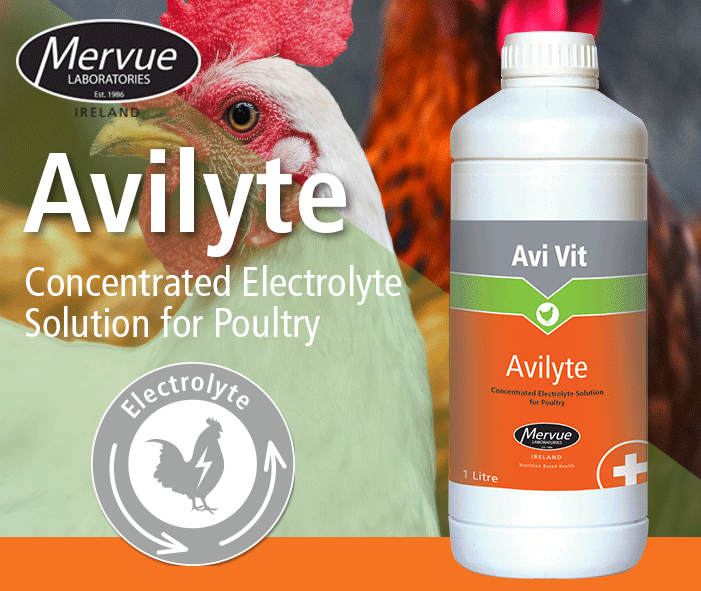 Avi Vit - Avilyte - Concentrated Electrolyte - 100ml loose Packing ...