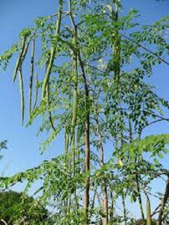 Pack of 90 Moringa / Sohanjna Seeds to grow with 100 percent ...
