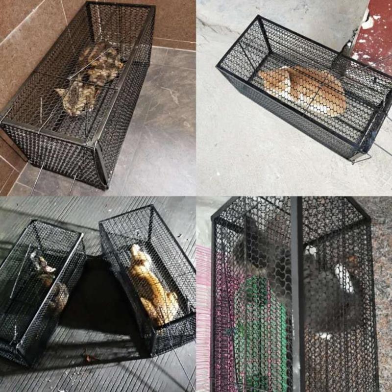 Large Cat Catching Cage Reusable Animal Automatic Cage Trap Bait Snap ...