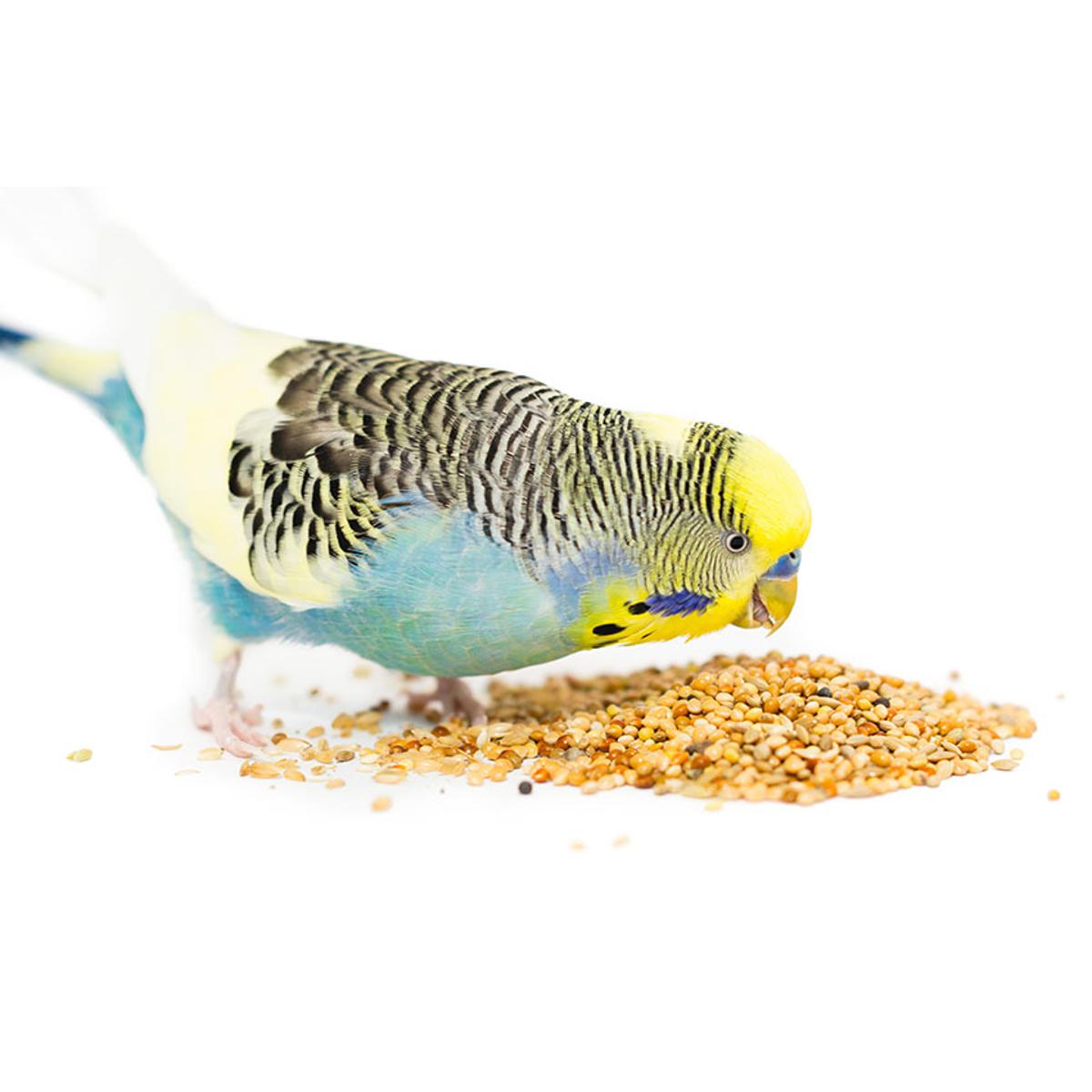 Birds mix feed for budgies and small birds | Daraz.pk