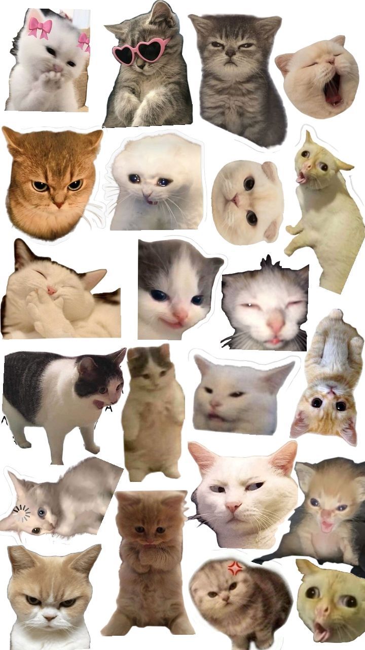 Funny Cat Sticker Sheets A5 Uncut Sticker, animal stickers, cat memes ...