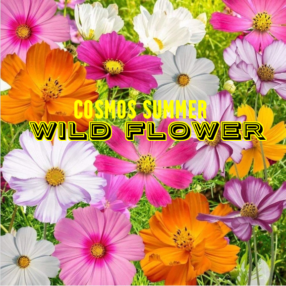 Beautiful Crazy Cosmos Early summer full of Sensation flowers Seeds ...