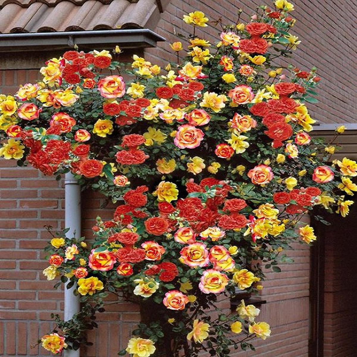 Joseph's Coat Climbing Rose Flower Seeds | Daraz.pk