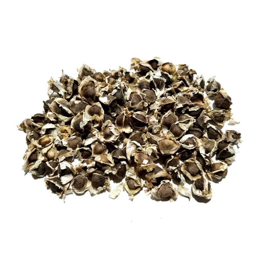 Pack of 20 Moringa Seeds 100 percent germinate Sohanjna Tree Plant ...