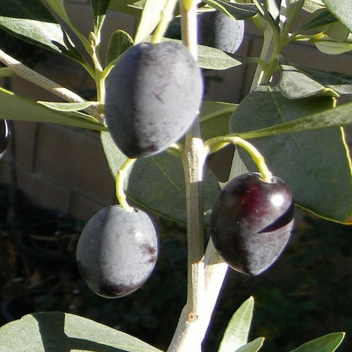 Olive Kalamata Fruit Tree Seeds | Daraz.pk