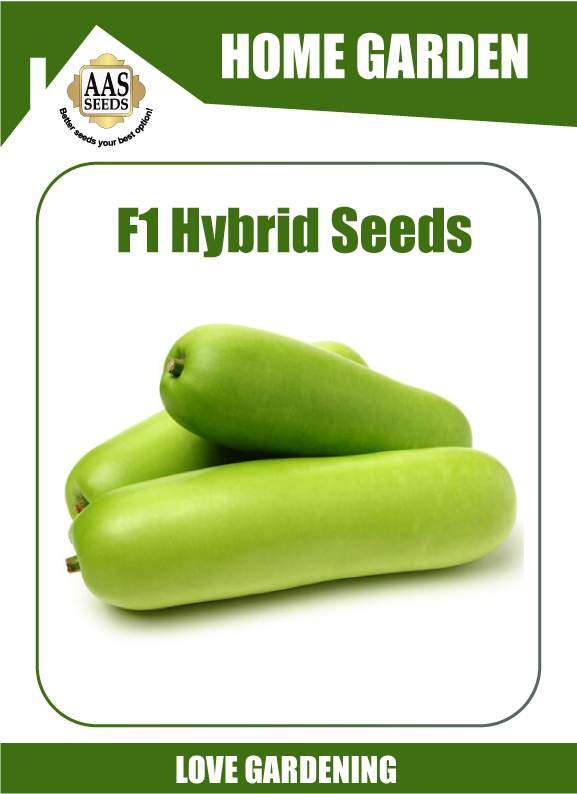 Bottle Gourd Long F1 Hybrid Seeds AAS Seeds | Daraz.pk