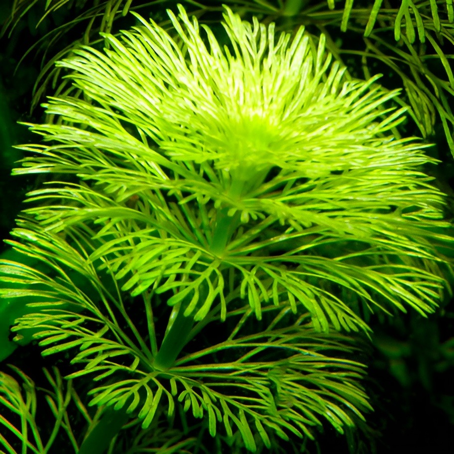 Aqua Plant World - limnophila sessiliflora (Ambulia) - Live Aquatic ...