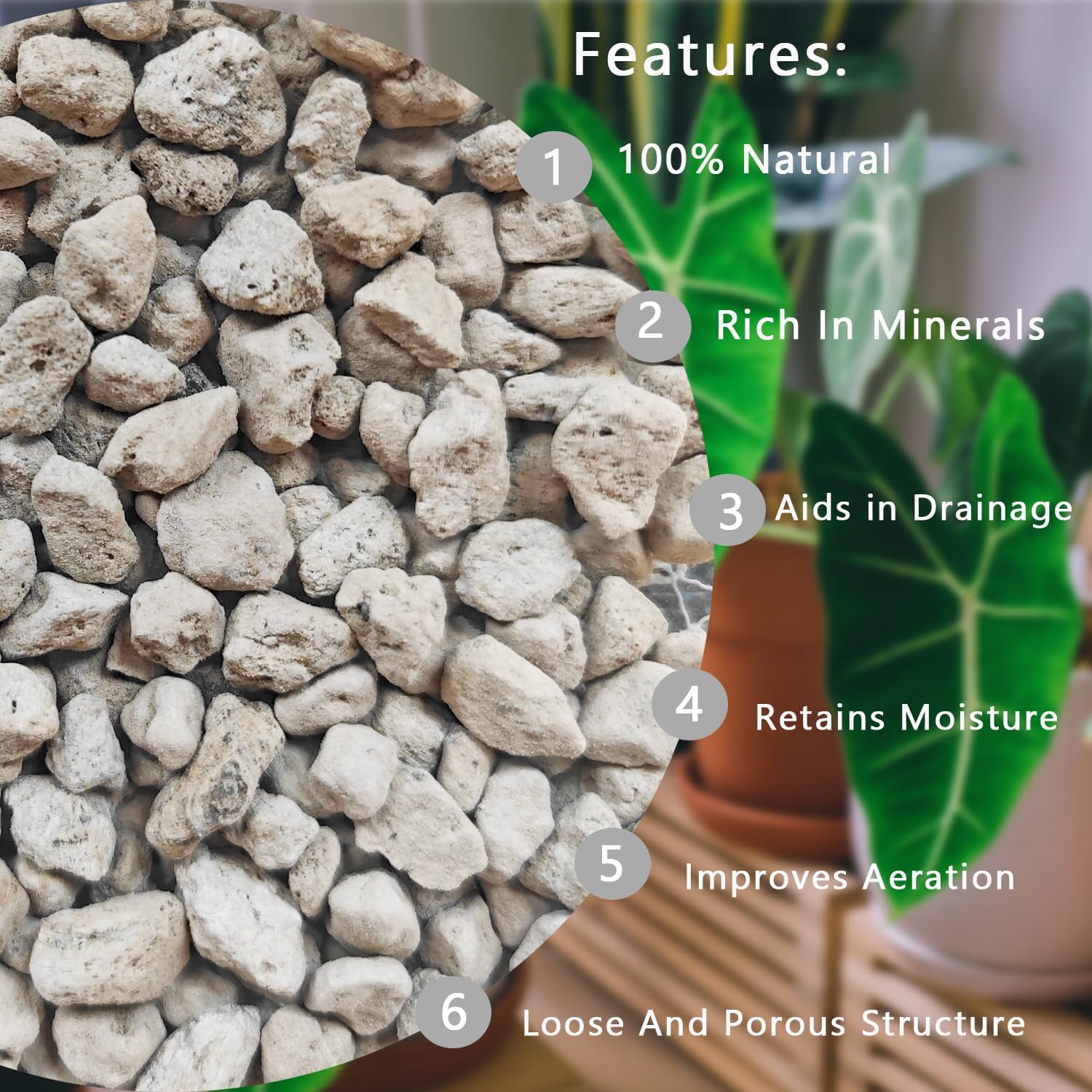 Pumice stone 8-12mm washed for cactus - Succulent - Bonsai and Plants ...