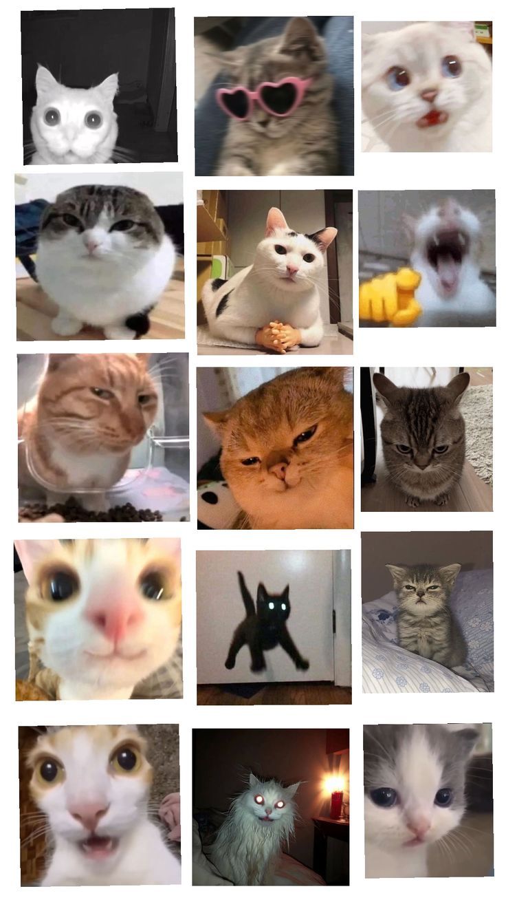 Funny Cat Sticker Sheets A5 Uncut Sticker, animal stickers, cat memes ...