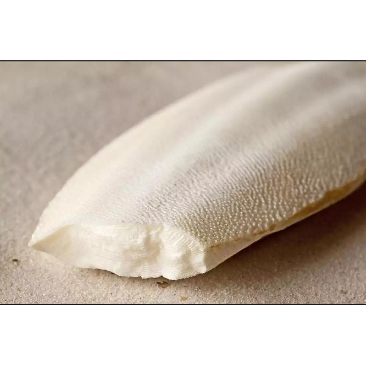 100 GRAMS CUTTLEBONE JHAG samandari jhaag samundari jhag CALCIUM FOR ...