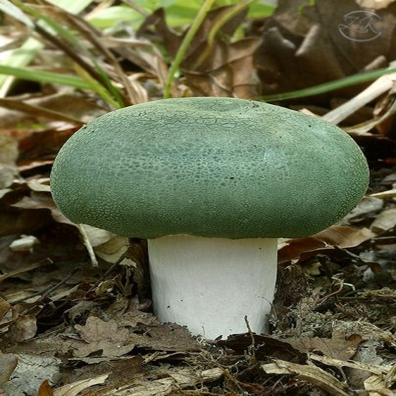 Green Cracking Russula Mushroom Spawn Seeds | Daraz.pk