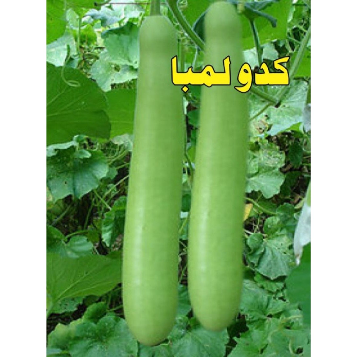 Kaddu Lamba (Loki) Summer Vegetable Seeds | Daraz.pk