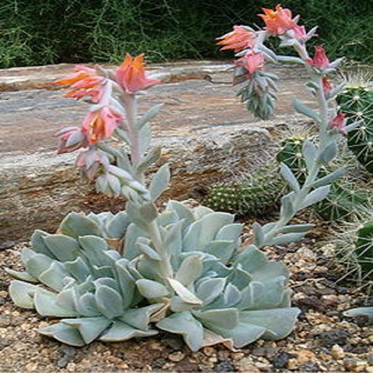 Topsy Turvy Succulent Seeds | Daraz.pk