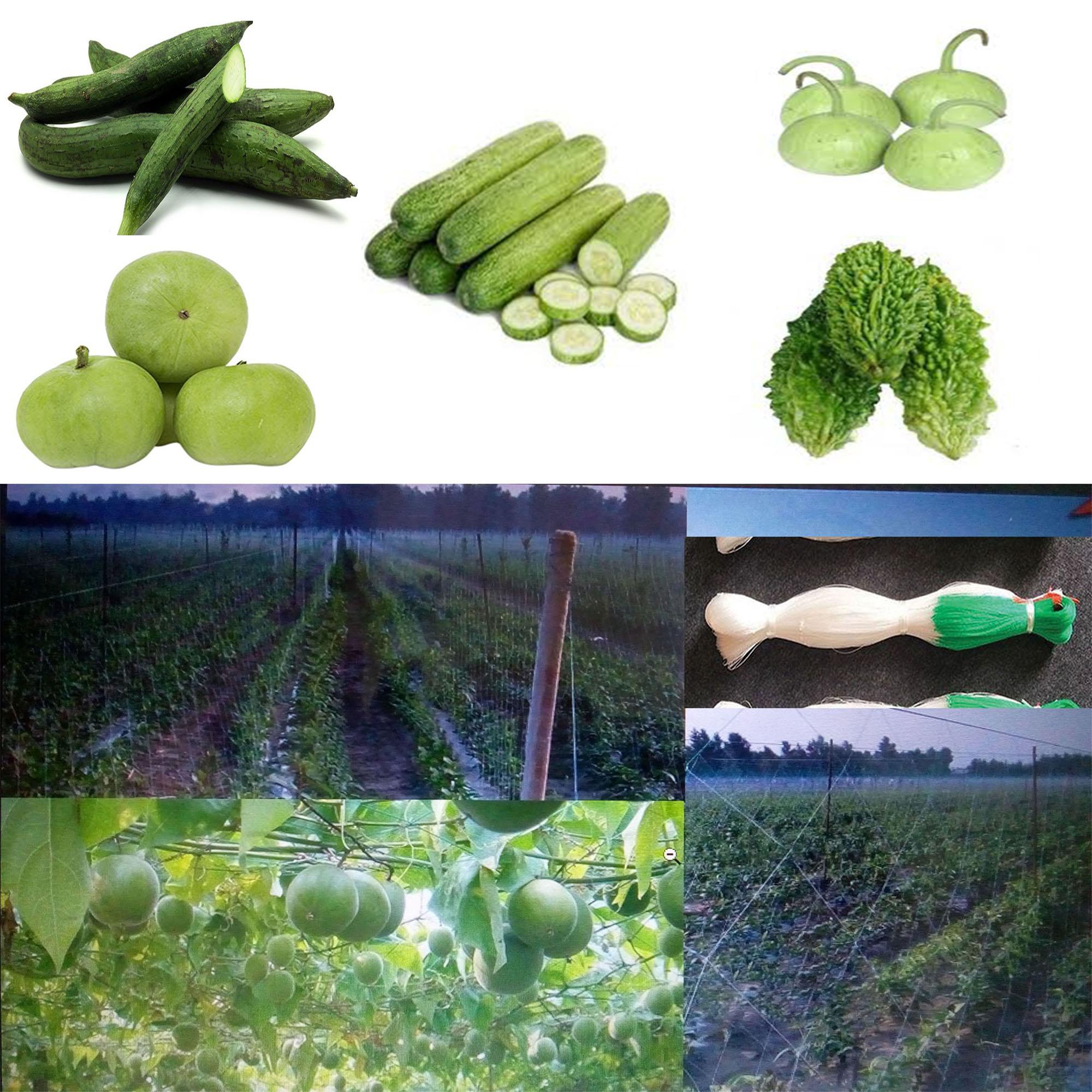 Five Summer Climbing Fruit and Vegetables Seeds with Supporting Net ...