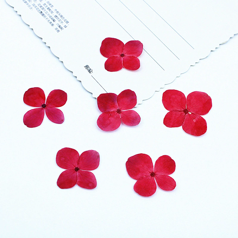 RHS Online 12PCS Hydrangea Pressed Flowers Natural Floral DIY Crafts ...