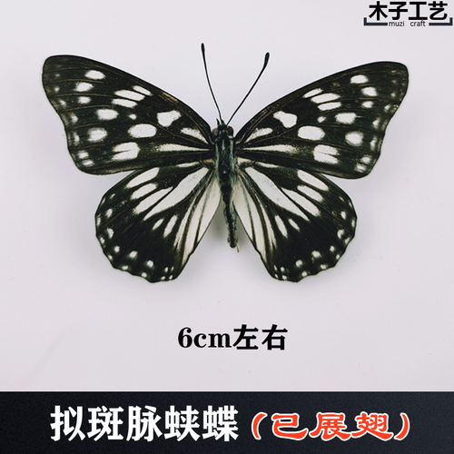 party23 Real Butterfly Specimen Insect Specimen Teaching Specimen DIY ...