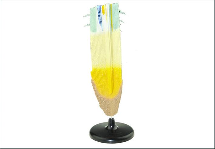 Plant Root System | Root Profile Model, Cognitive Root Structure ...