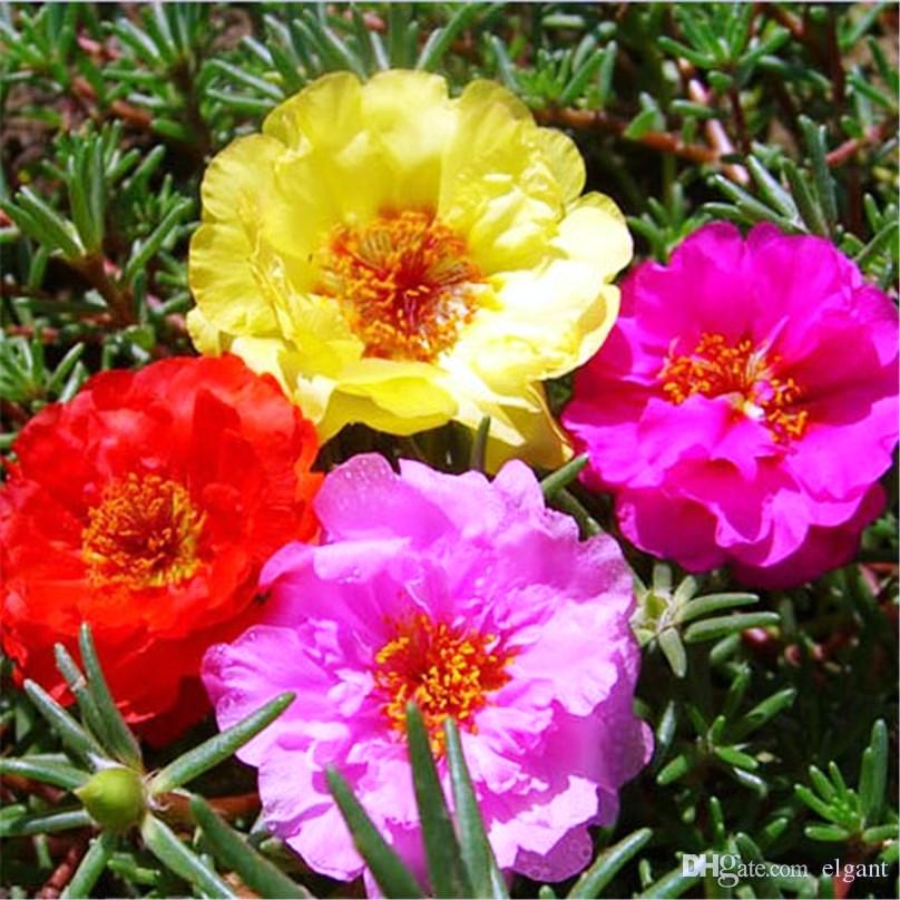 25+ F1 Hybrid Portulaca Mix Flower Seeds – Summer Flowers Seeds | Daraz.pk